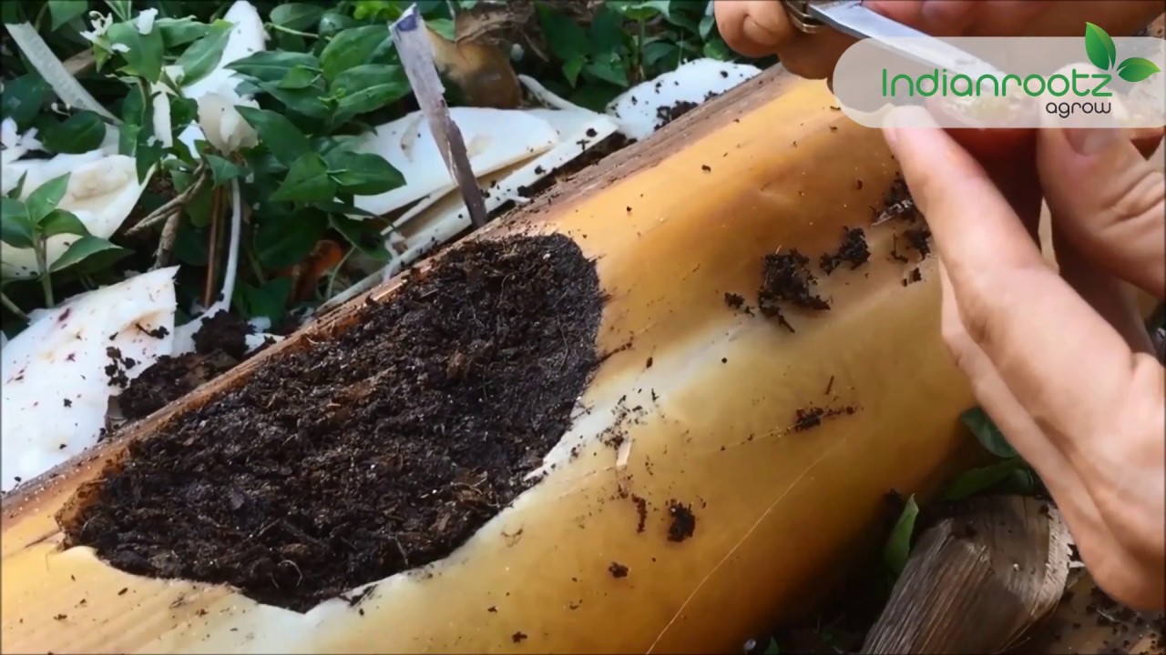 Banana Tree Trunk l Growing Veggies - YouTube
