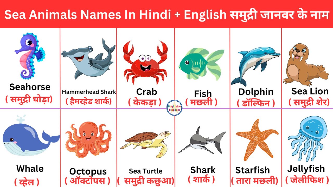 🌊Learn Ocean Animal Names in English & Hindi | Sea Animals | समुद्री ...