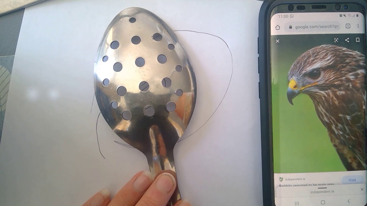 How to draw the common buzzard Part 1 - YouTube