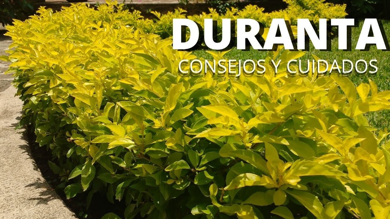 Duranta// Consejos y cuidados - YouTube