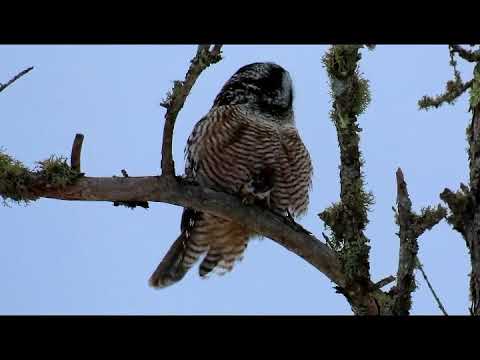 Northern Hawk Owl Eating a Vole - YouTube