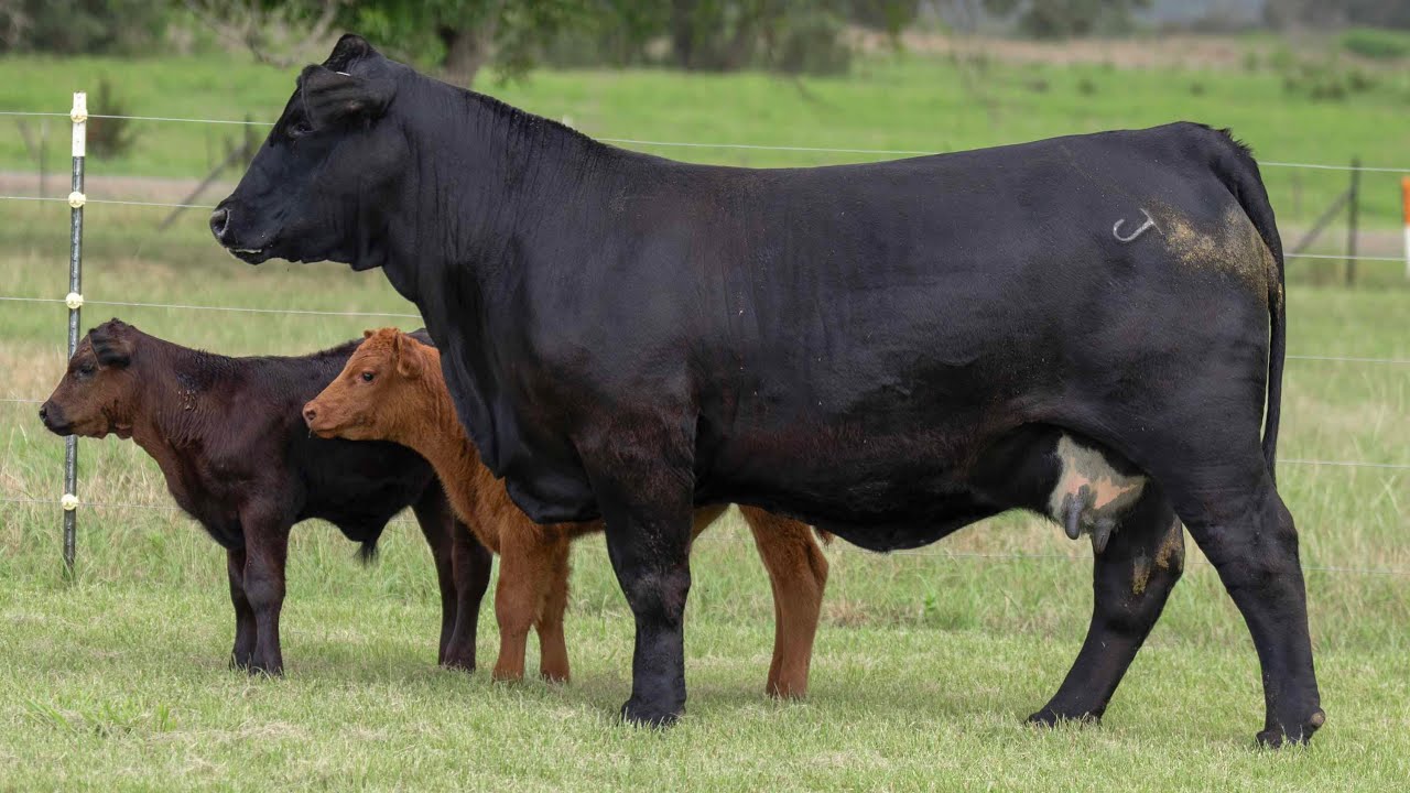 EMBRY/JACKSON 3812 - YouTube