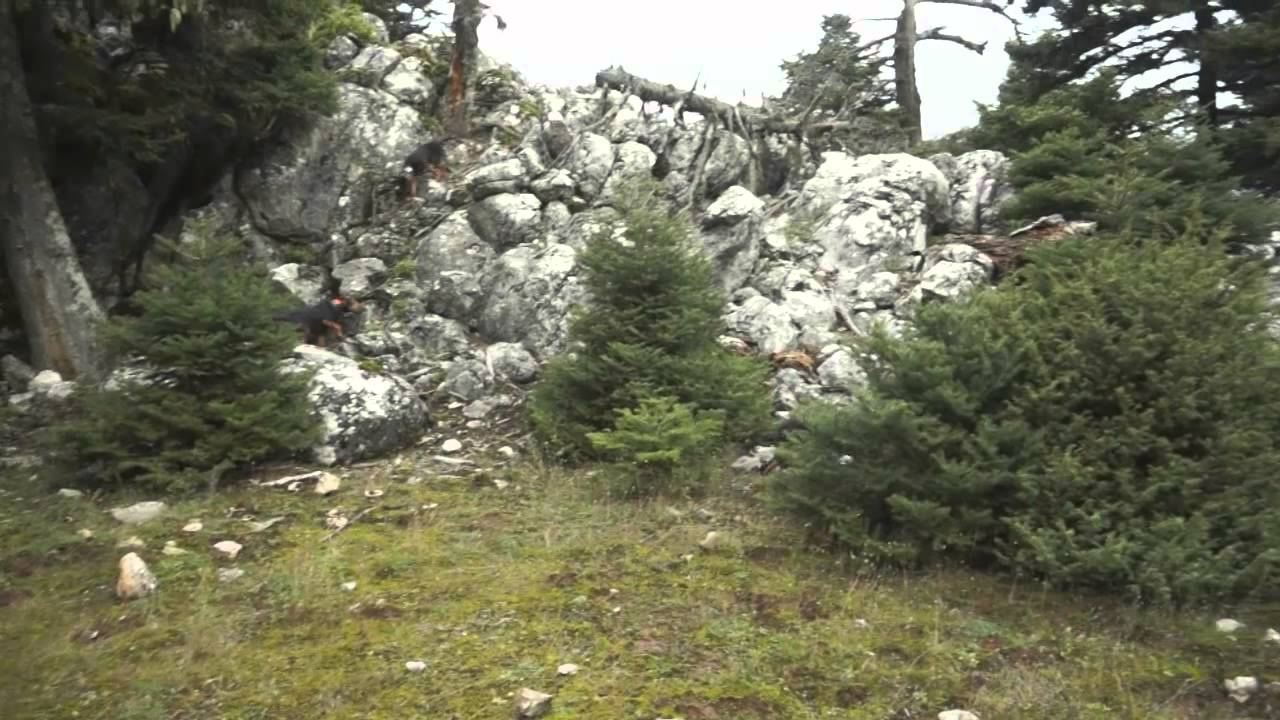 ΚΥΝΗΓΙ ΛΑΓΟΥ - ΙΧΝΗΛΑΤΕΣ Νο 14 ΓΙΟΥΡΑ ΜΠΡΟΥΝΟ 2 - YouTube