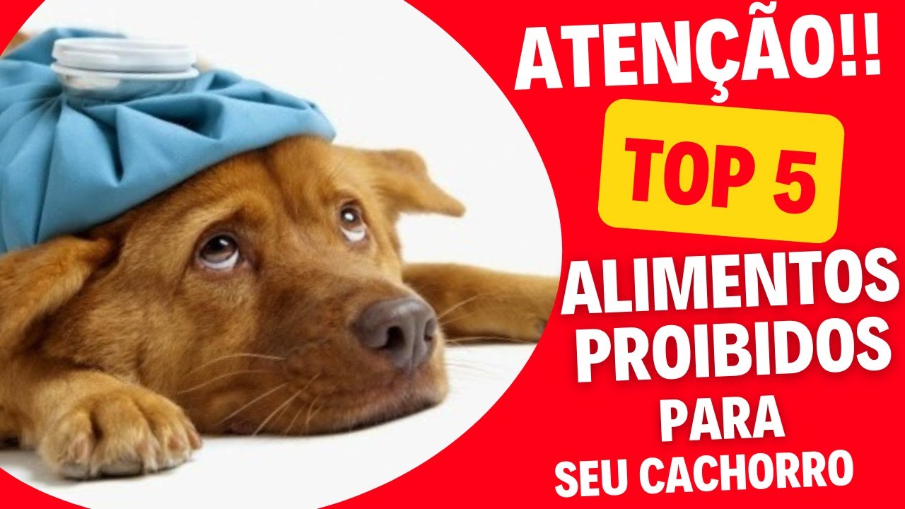 Top 5 alimentos proibidos para cachorros - YouTube