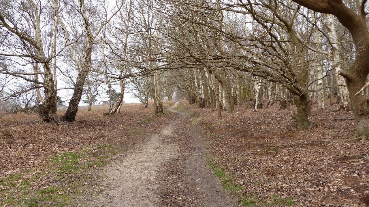 Tunstall Forest Country Woodland Walk Scenery - Suffolk Walks - Tour ...