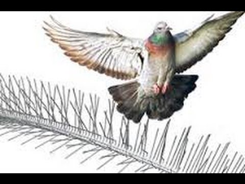 How to do Pigeon Prevention and get Clean-Up Guidelines? - YouTube
