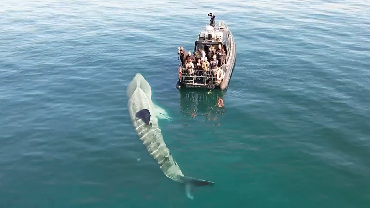 Incredible Moments Caught On Camera - YouTube Incredible Moments Caught On Camera - YouTube