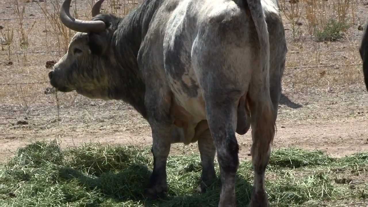 TERAPIA CELULAR TORO #22 - YouTube