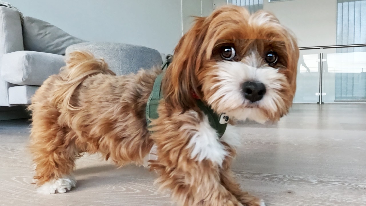 Cute Dog SWEET MORNING Routines - YouTube