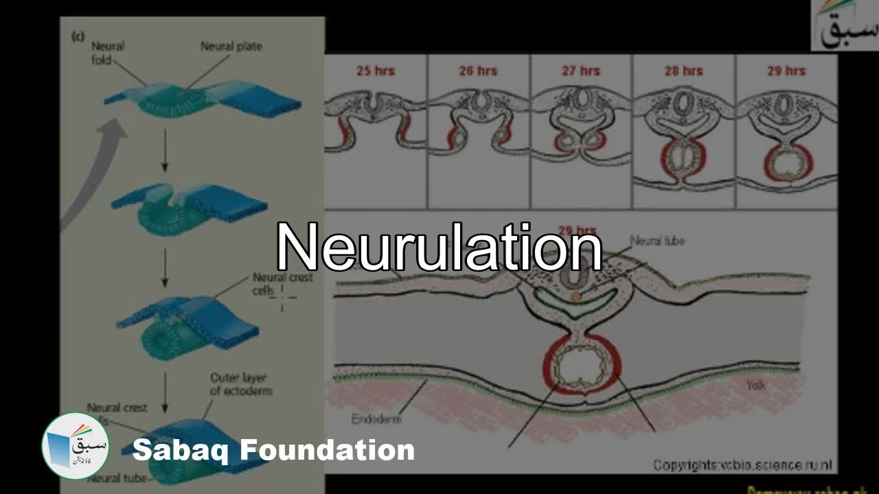 Neurulation, Biology Lecture | Sabaq.pk - YouTube