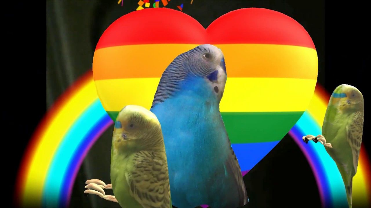 RHODA AND THE DANCING PARAKEETS - YouTube