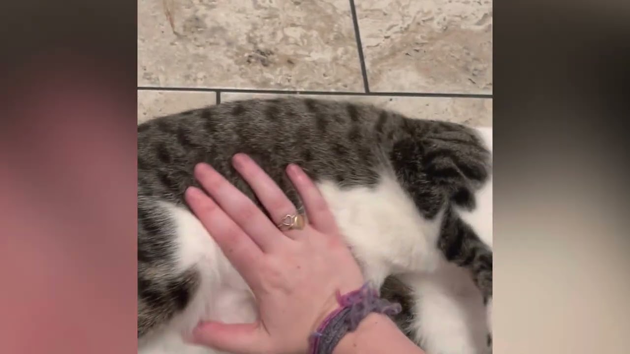Cute Cat Compilation Youtube