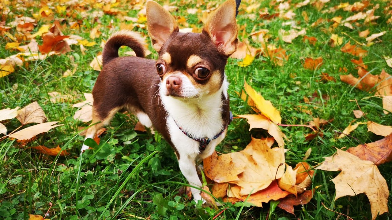 Walking with 3 Chihuahua dogs Bono, Bella and Bruno. It is automn ️ ...