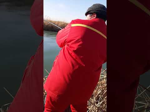 Lebap чёрный амур 16кг