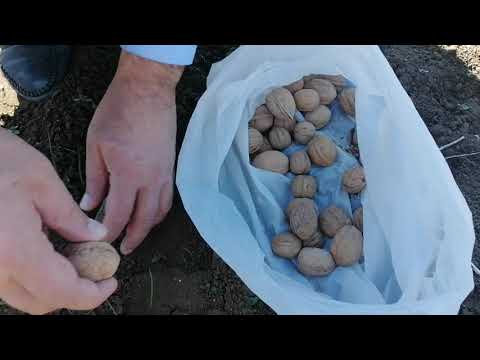 12 YAŞ 47 DÖNÜM CEVİZ BAHÇESİ(TUNCELİ) KAMAN1 ŞEBİN ÇEŞİTLERİ