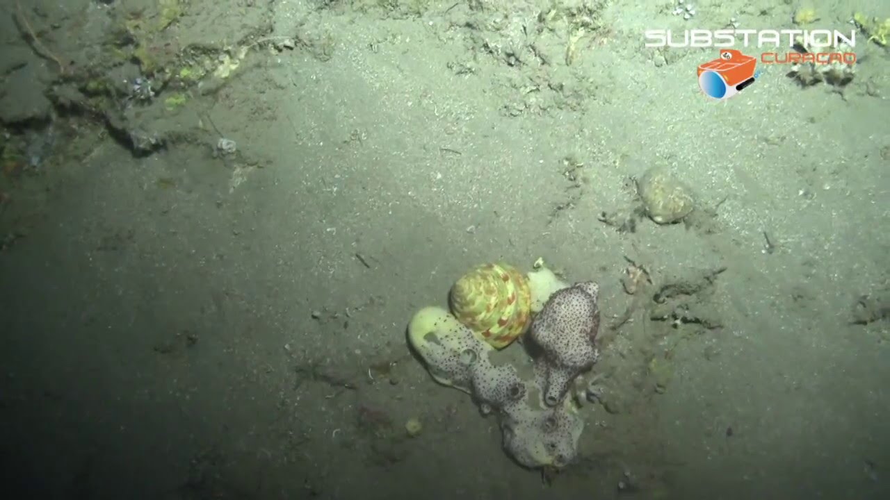 Slit Shell Feeding - Expedition Dominica - YouTube