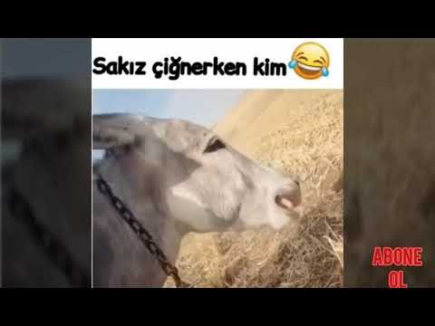 kısa komik videolar gülmek Garanti