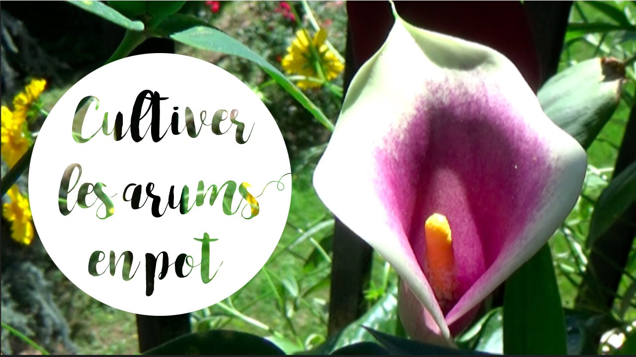 Culture et entretien des arums en pot pour une belle floraison - YouTube