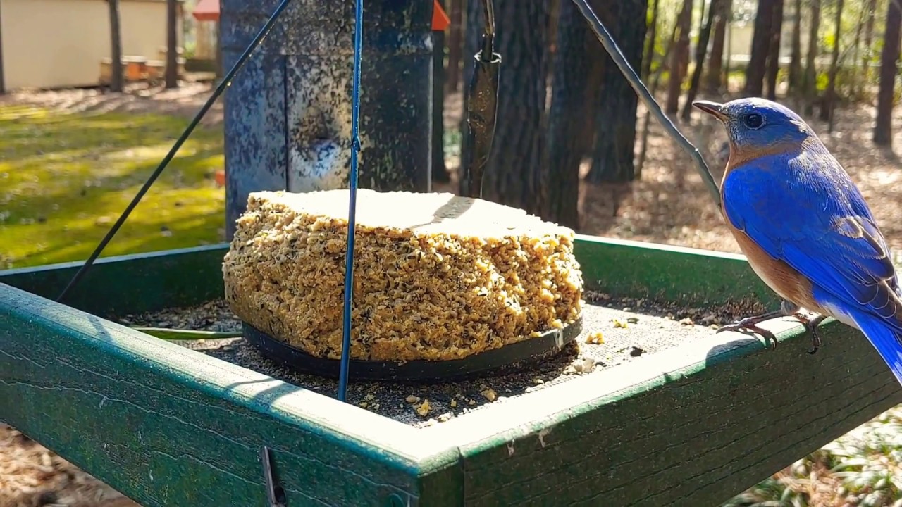 Best all-round food for bird feeder "peanut butter" ...No mealworms Ep ...