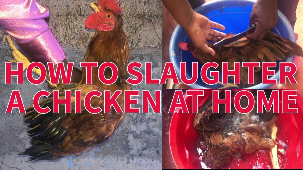 VLOGMAS 5| HOW TO SLAUGHTER A CHICKEN AT HOME| KIENYEJI CHICKEN - YouTube