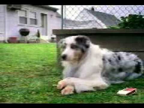dertli köpek