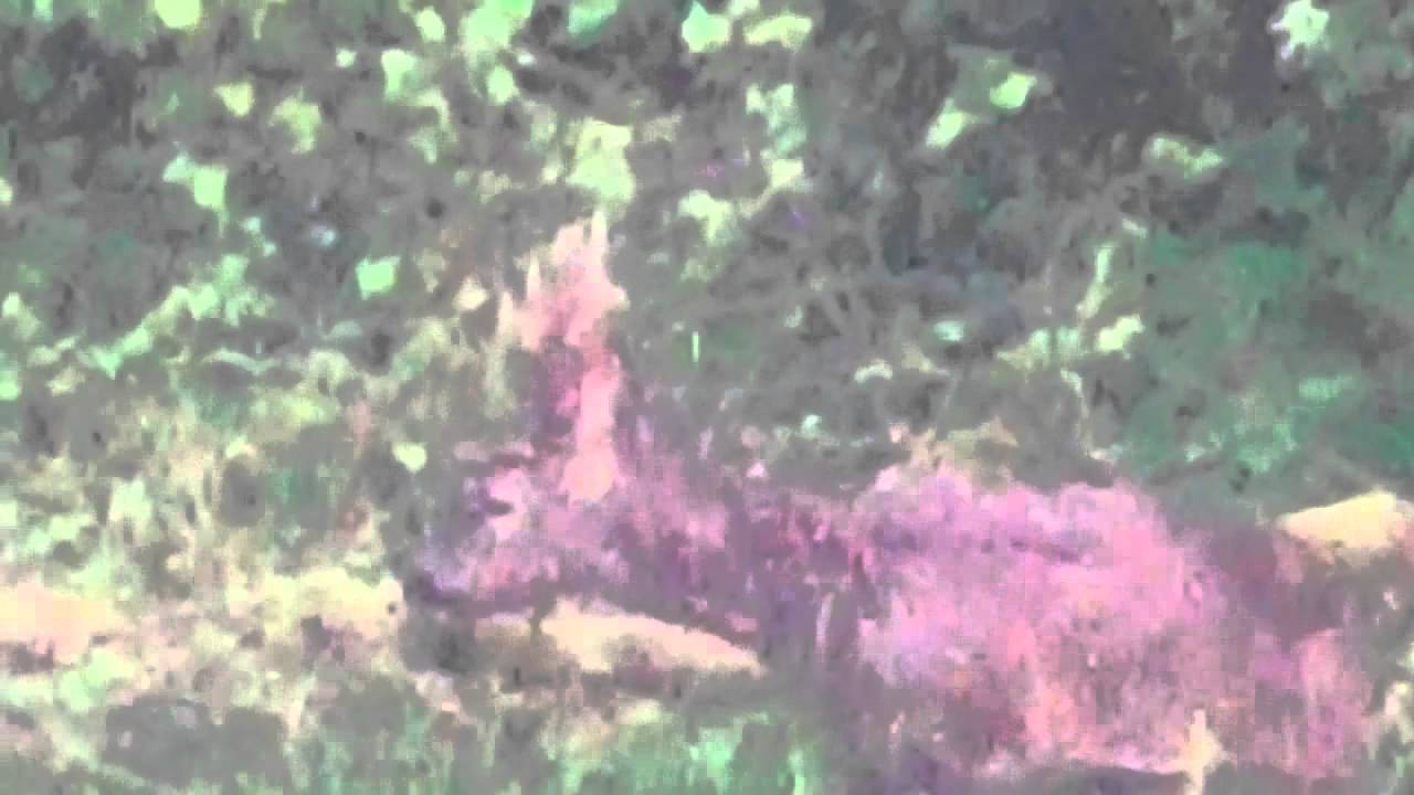 Medal Roe Buck -Kapitaler Rehbock - YouTube