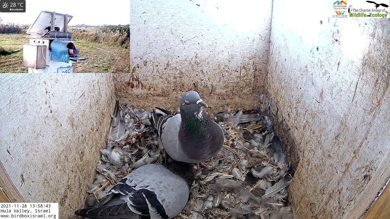 A new pigeon pair enters the box in the Barn Owl/ Pigeon Israel Cam 4 ...