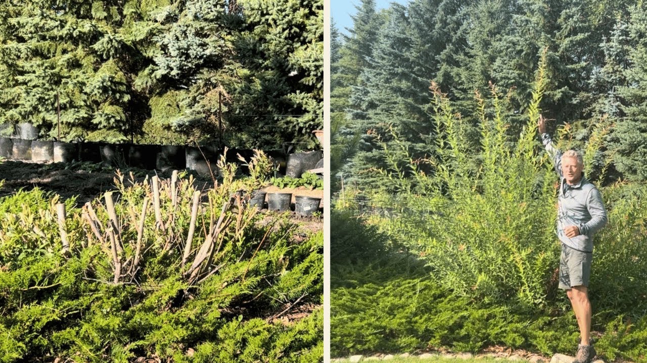 Shrub Pruning Before And After | How Did They Turn Out? - YouTube