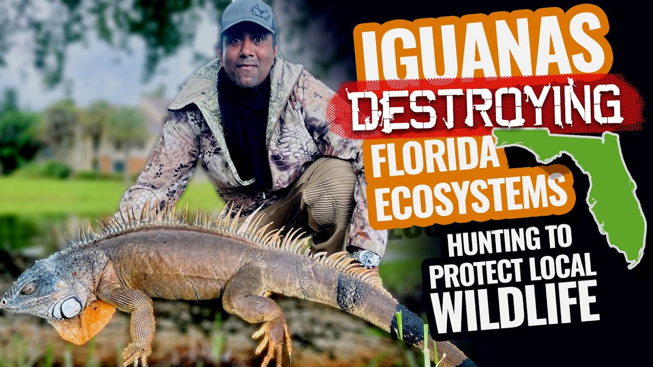 Invasive Iguana Control in Florida - YouTube