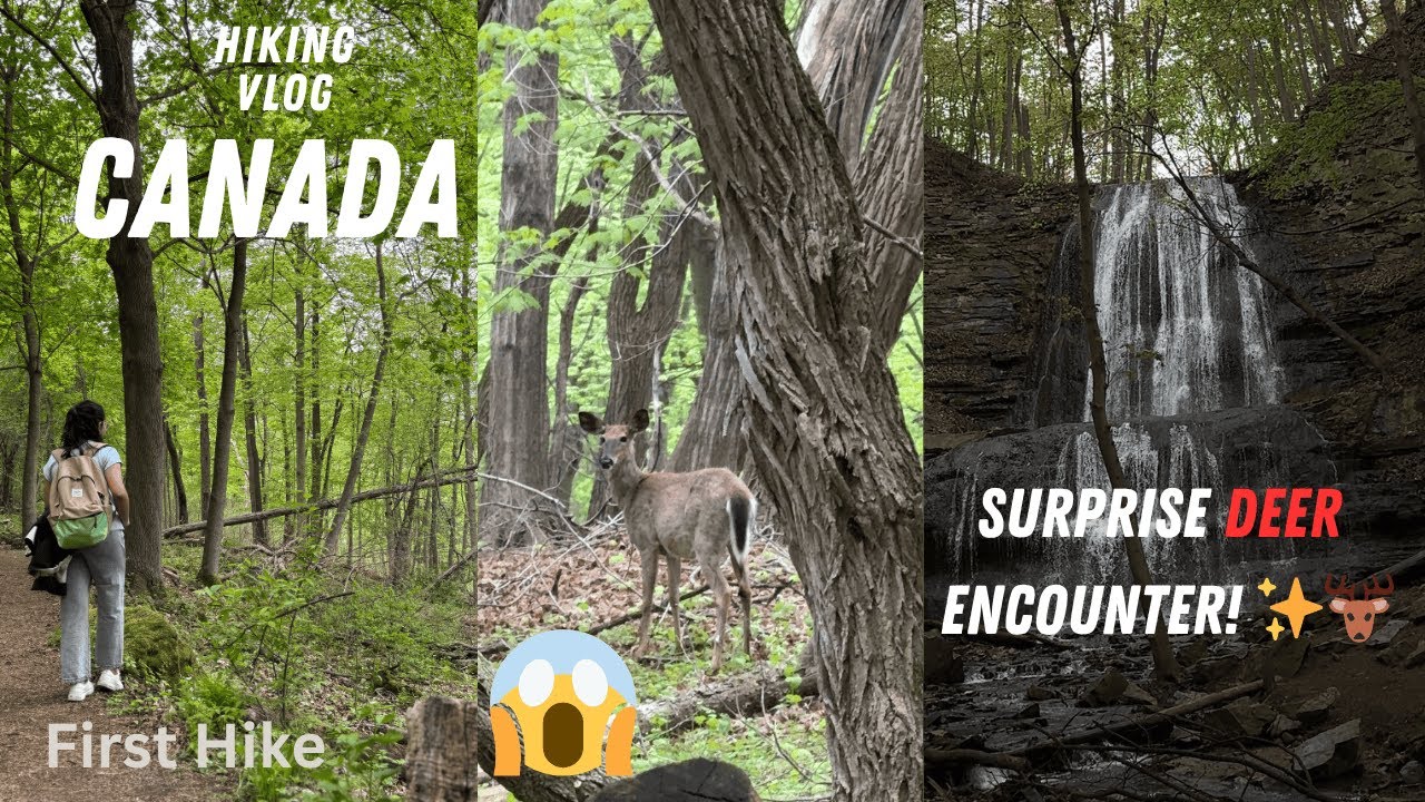 Magical Waterfalls & Surprise Deer Encounter! 🦌| Tiffany, Sherman ...