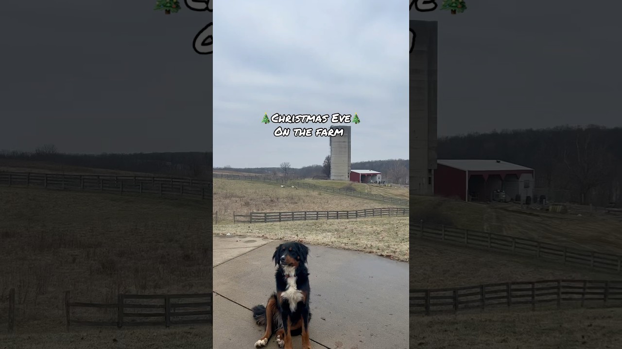 Christmas Eve on the Farm 🎄 #christmaseve #morningroutine #farm # ...