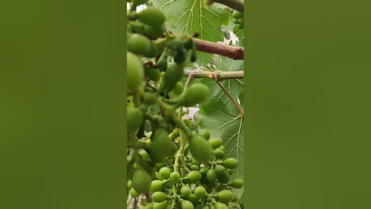 زراعة العنب في المنزل و انتاج غزير 🍇 Youtube