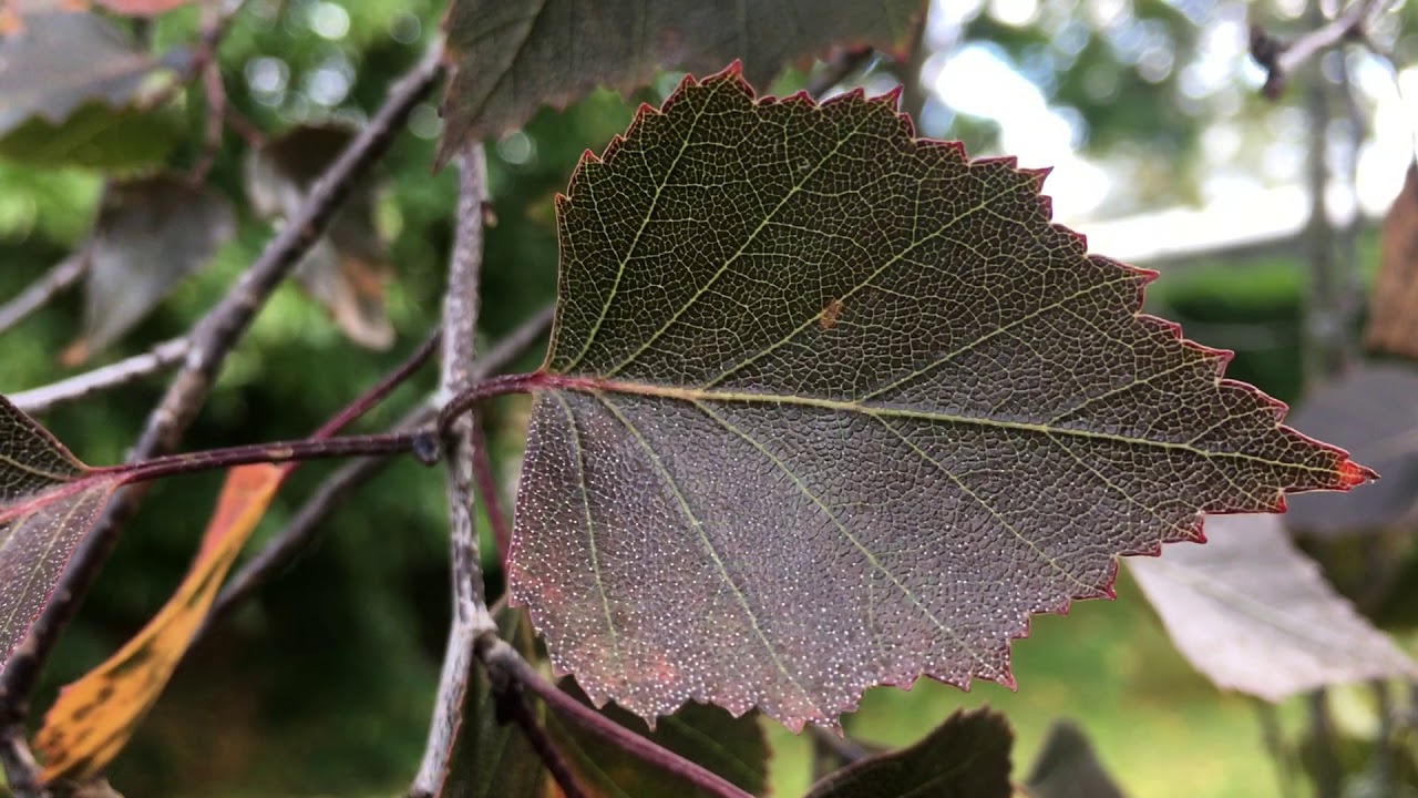 Purple birch - leaf close up - September 2019 - YouTube