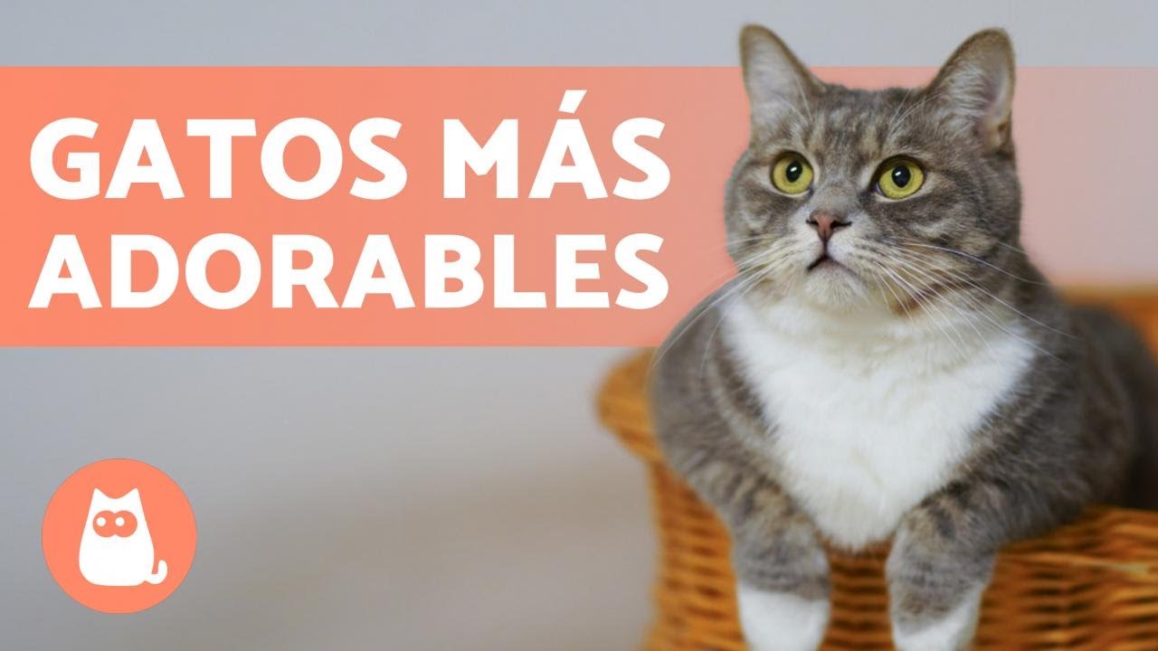 TOP 10 RAZAS de GATOS más BONITOS del MUNDO 🐱💕 - YouTube