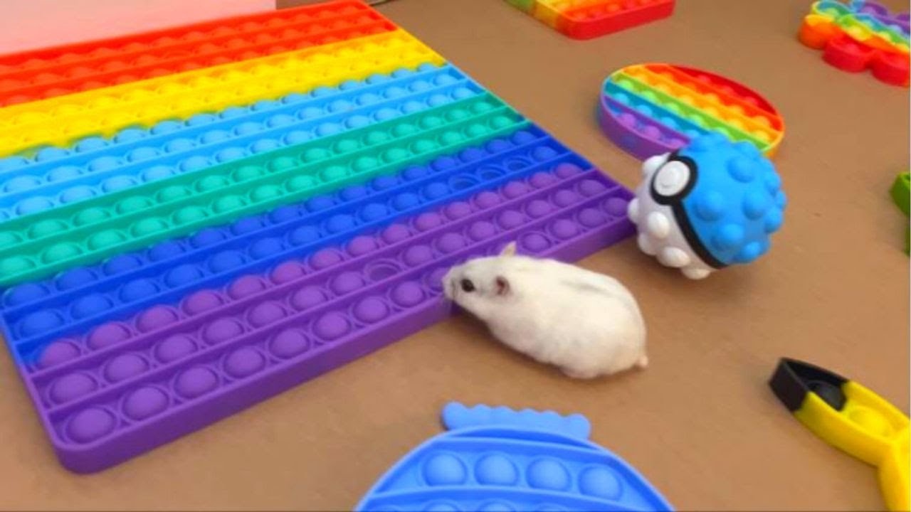 Hamster Pop It Maze - YouTube