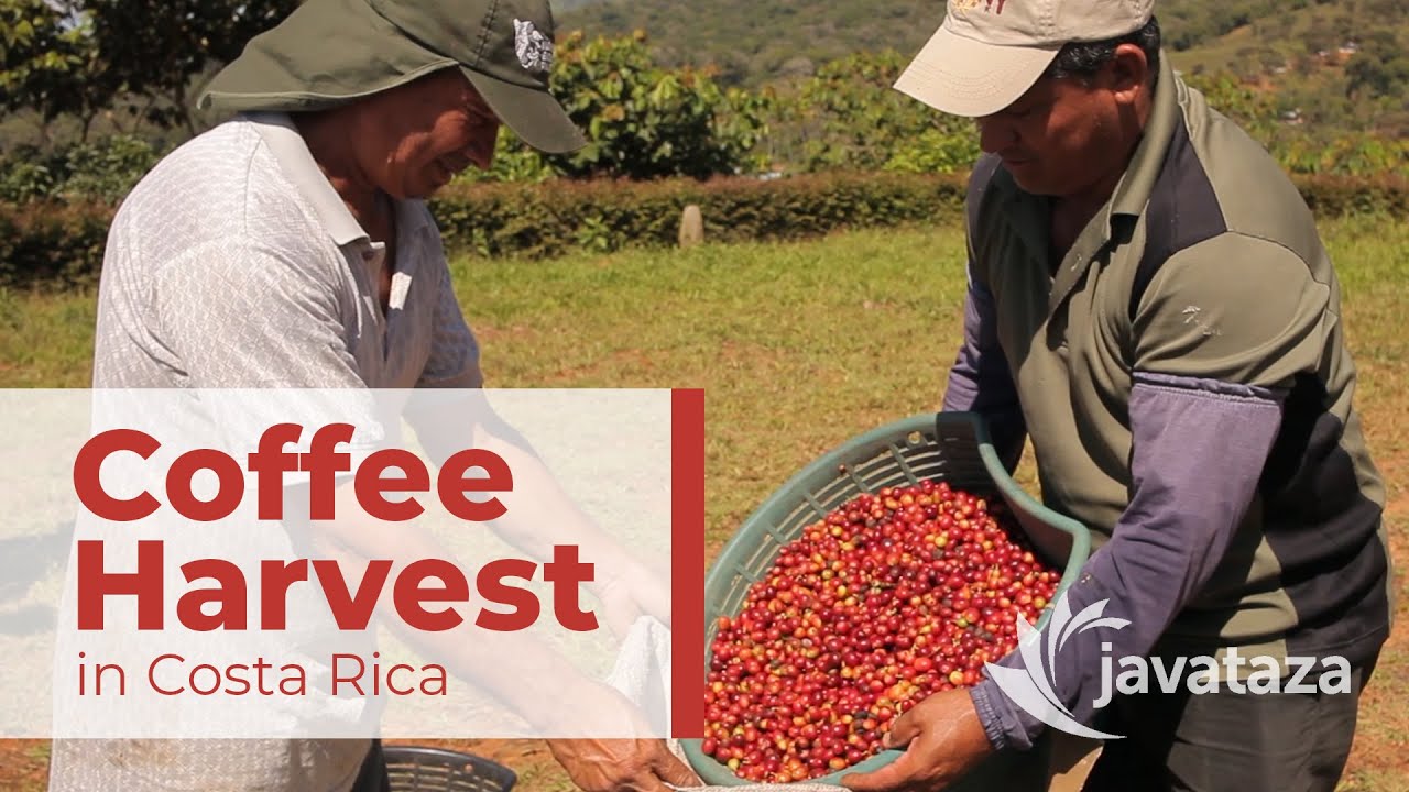 2020-2021 Coffee Harvest In Costa Rica | Javataza Coffee - YouTube