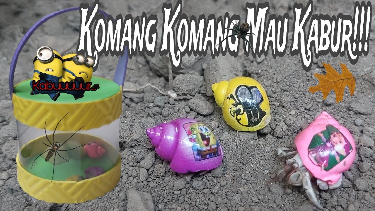 Hewan komang Komang adam Mau Kabur‼️hewan komang komang pasar malam ...