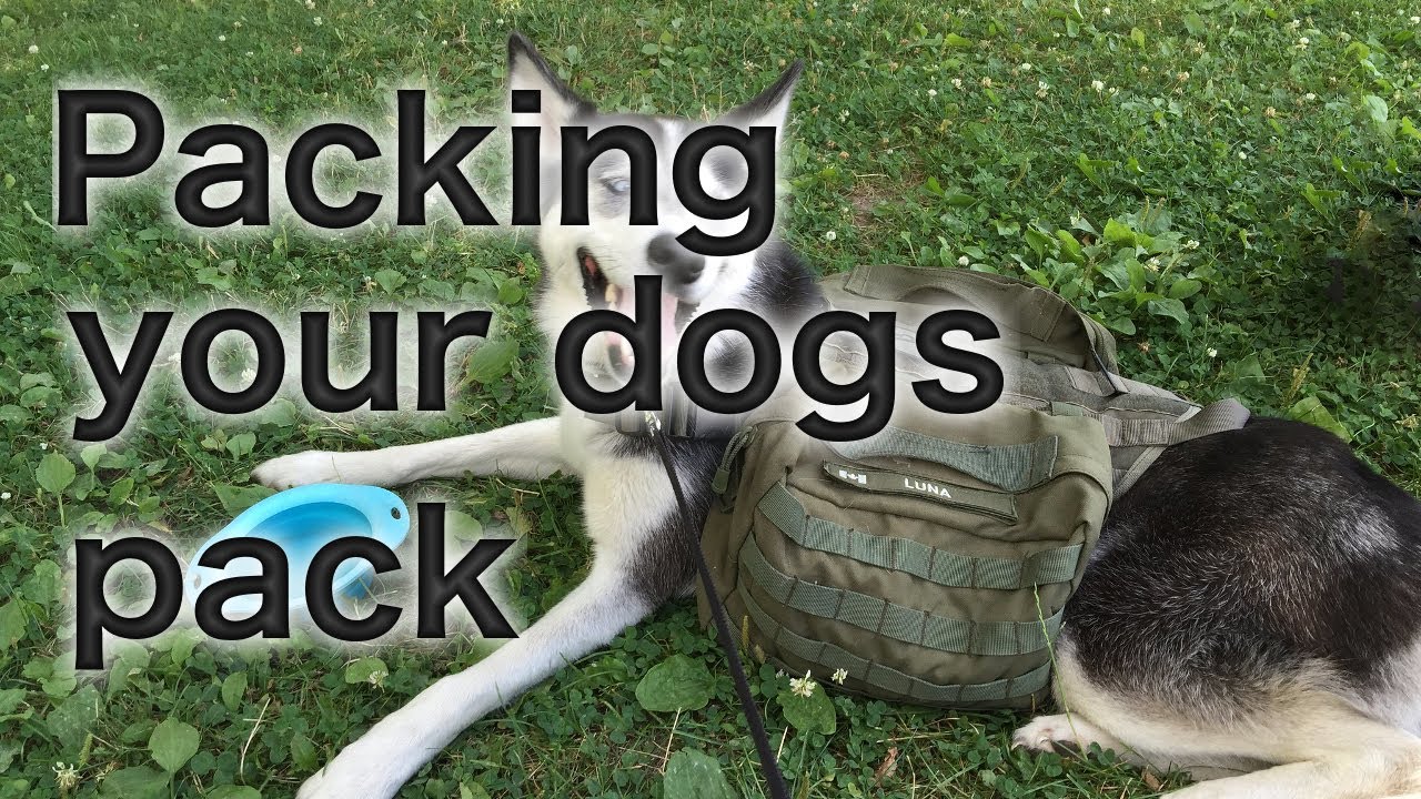 Packing your Dogs Pack - YouTube