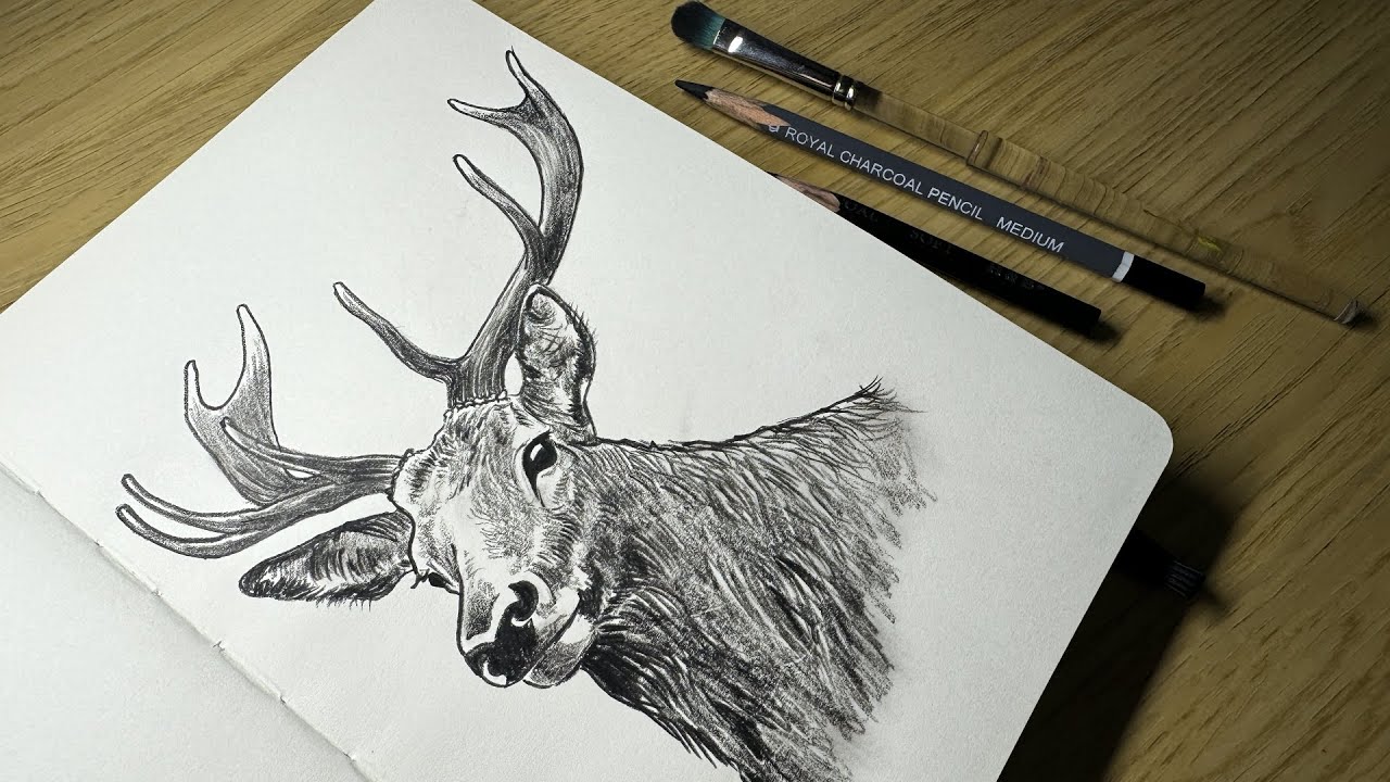 How to Draw a Realistic Deer Head - Charcoal Pencil Drawing Step by ...