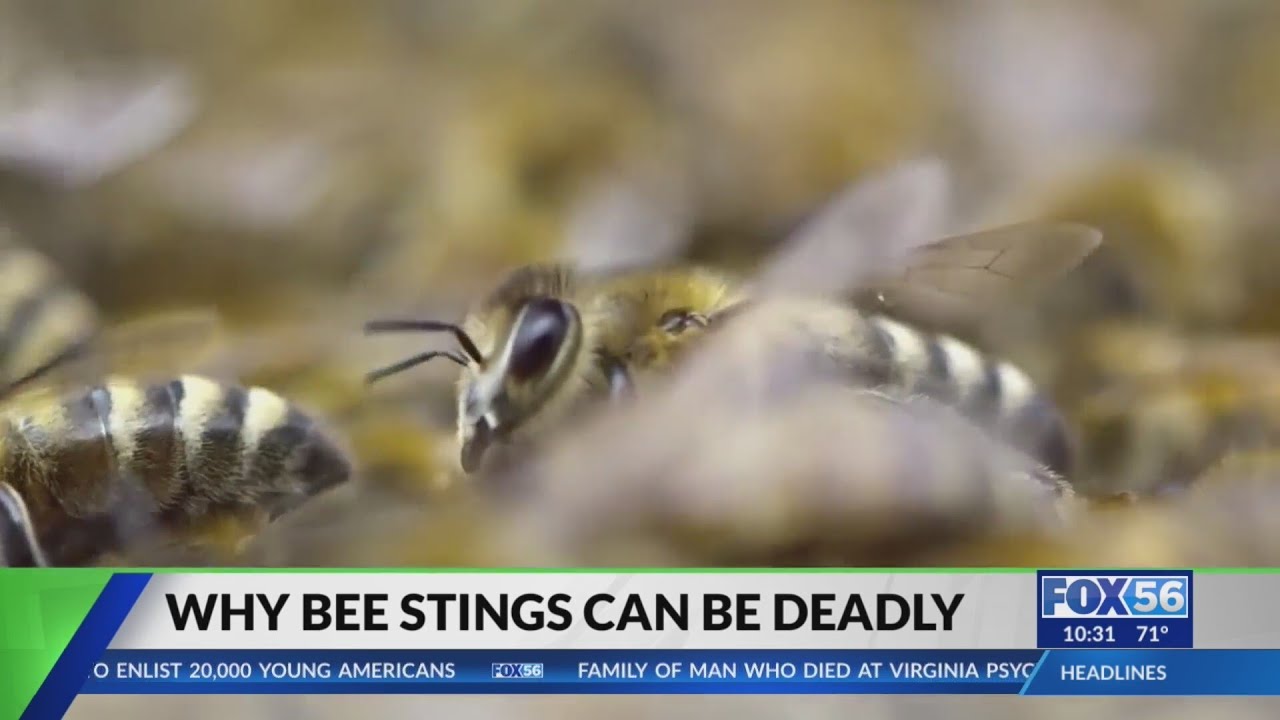 Doctor warns of dangers of bee attacks after Harlan County death - YouTube