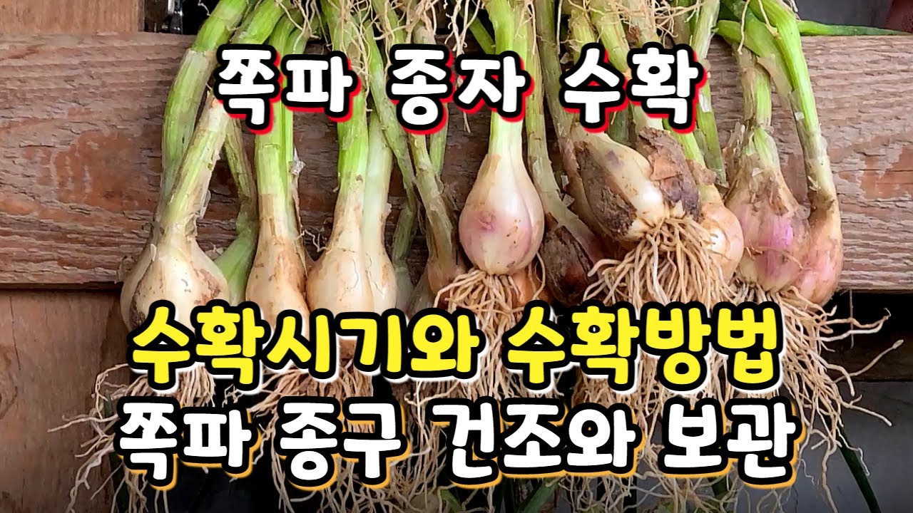 쪽파 종자종구 수확시기와 수확방법 쪽파 종구 건조와 보관방법 종자용 쪽파 수확시기 알아보기 Youtube