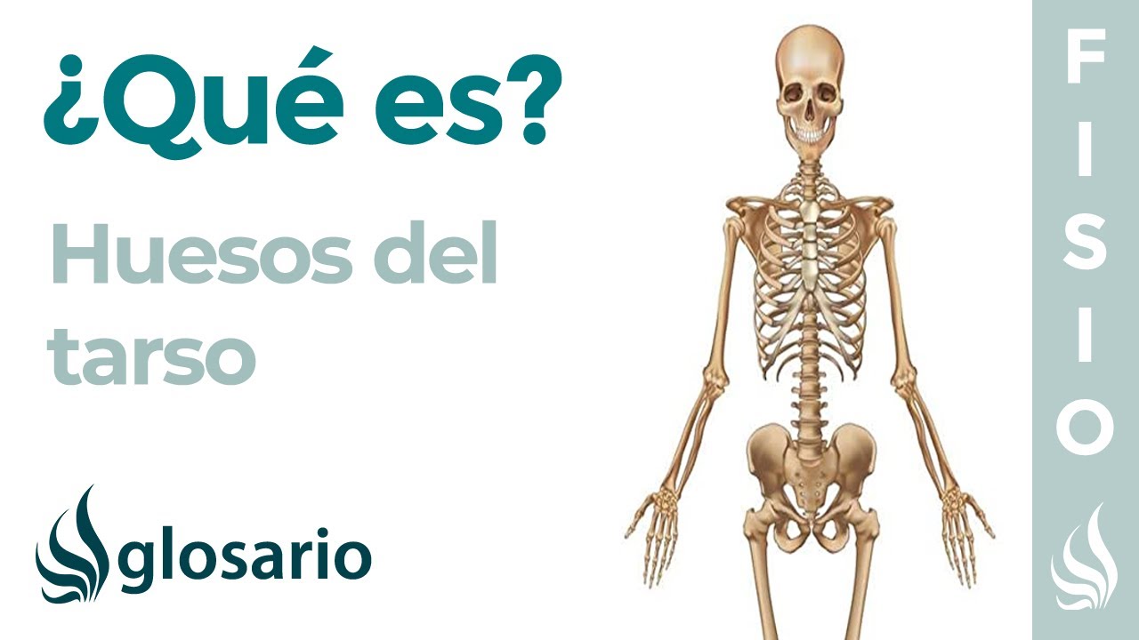 Hueso TARSO | Qué es, significado, dónde se encuentra, función y ...