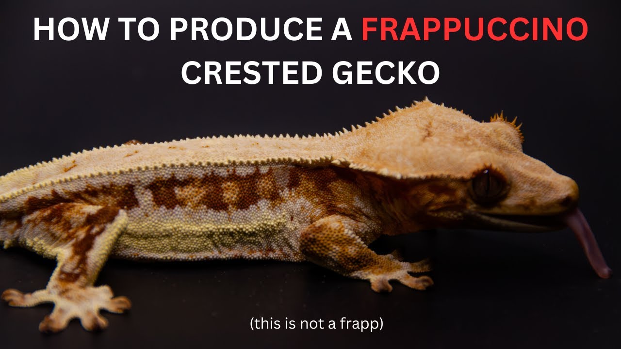 How to make a Frappuccino Crested Gecko - YouTube