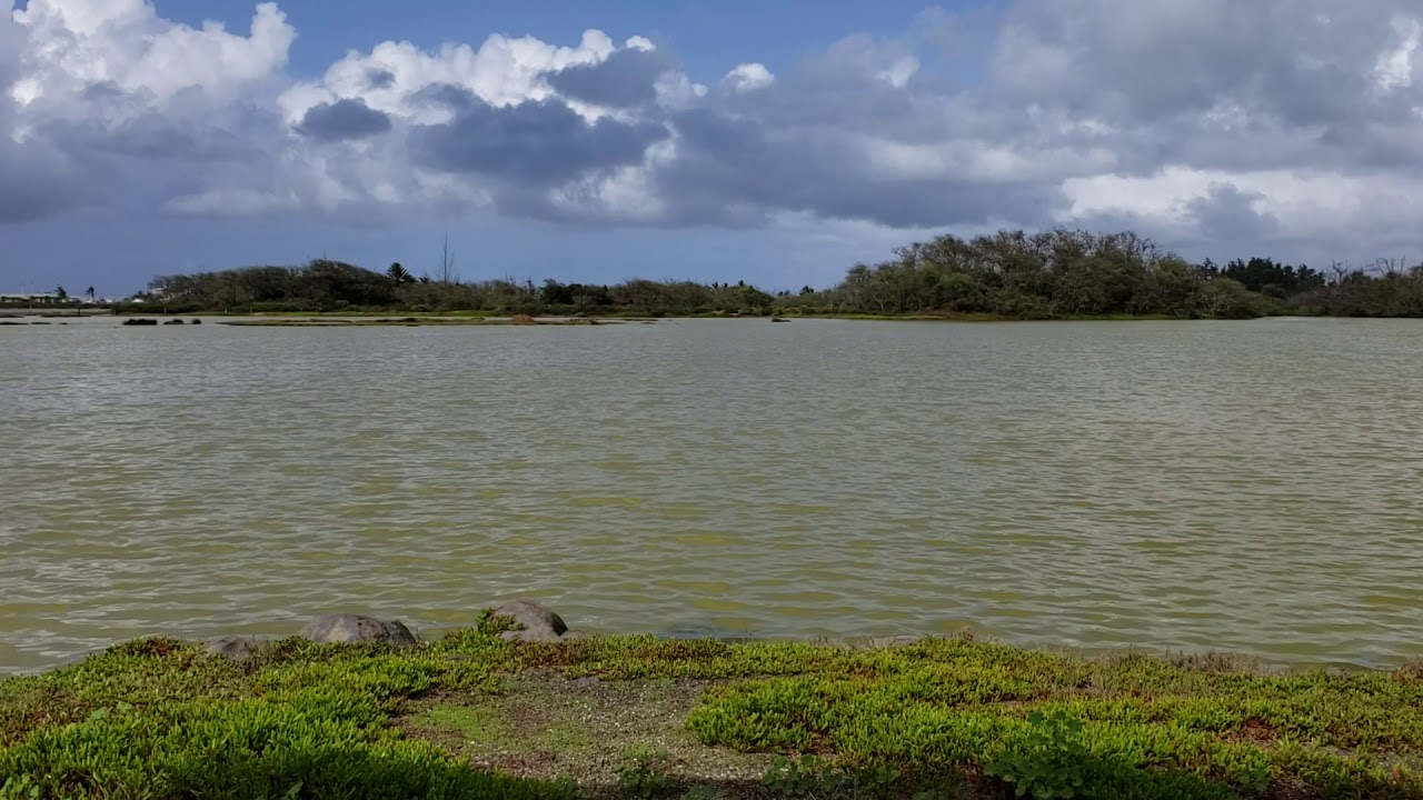 Kanaha Pond State Wildlife Sanctuary - YouTube