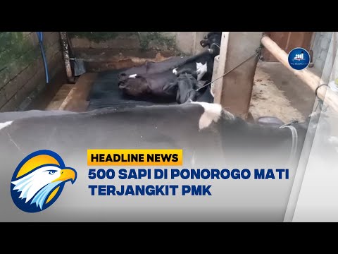 Merebaknya PMK di Jatim, 500 Sapi di Ponorogo Mati