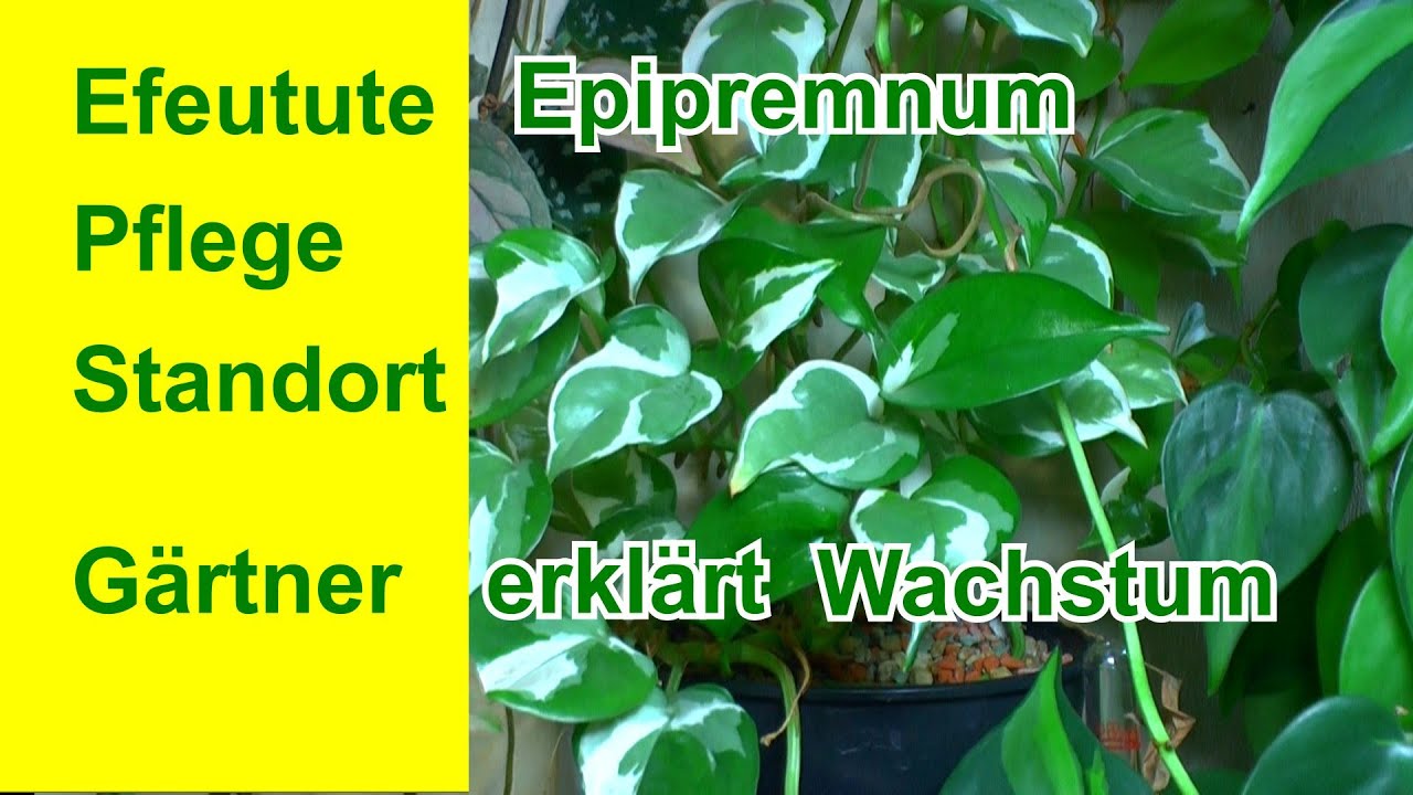 Efeutute richtig pflegen die komplette Guide der Epipremnum pinnatum ...