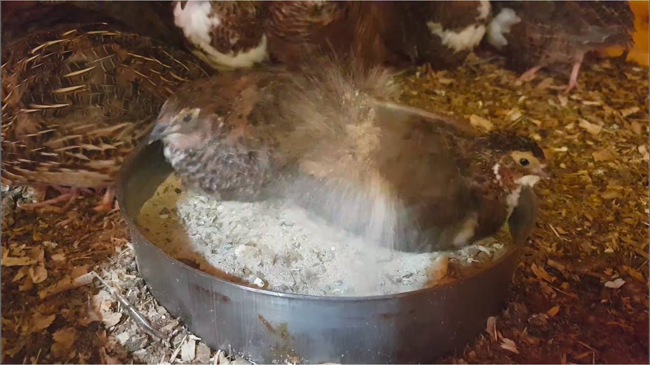 Quails Taking Sand Bath - YouTube