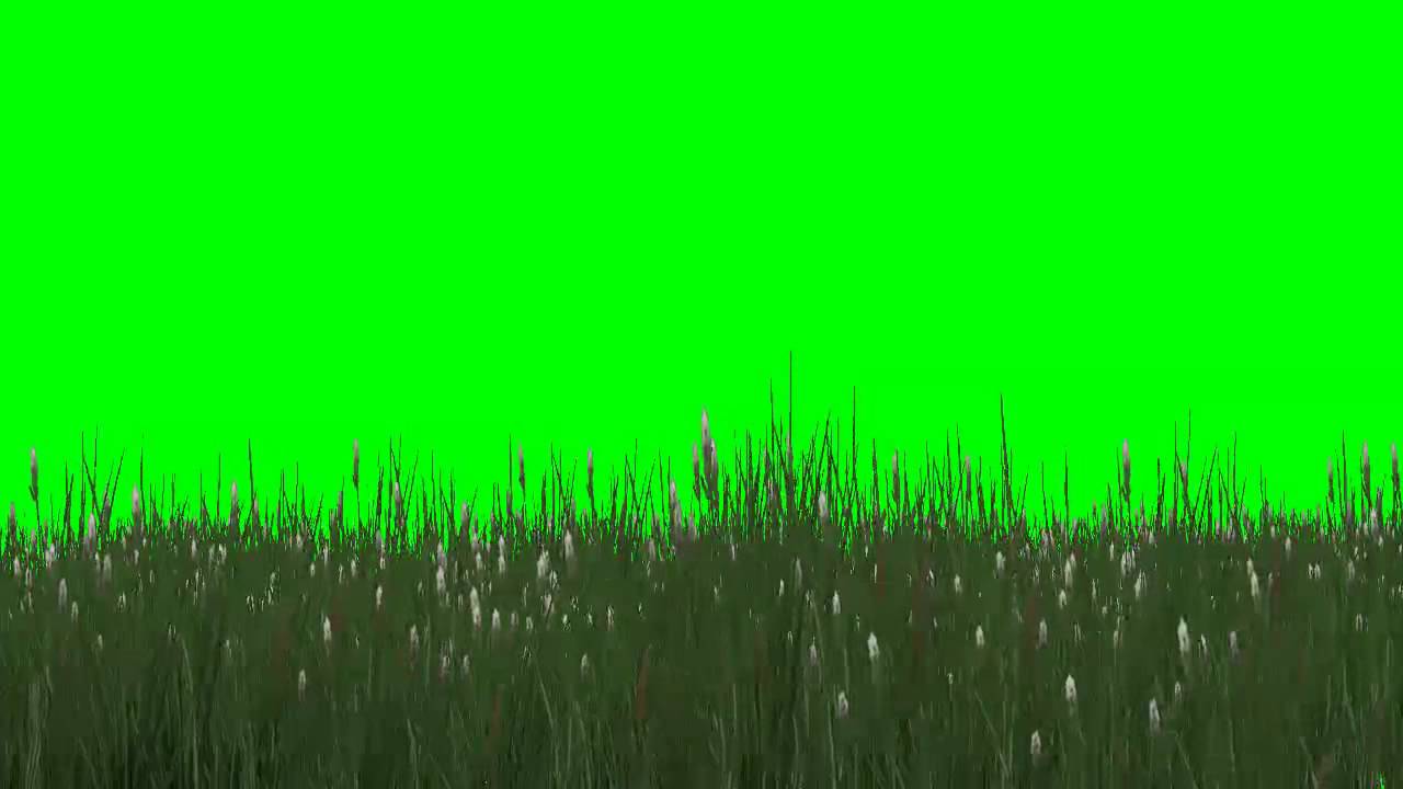 high grass with white flowers in the wind - green screen effects - free ...