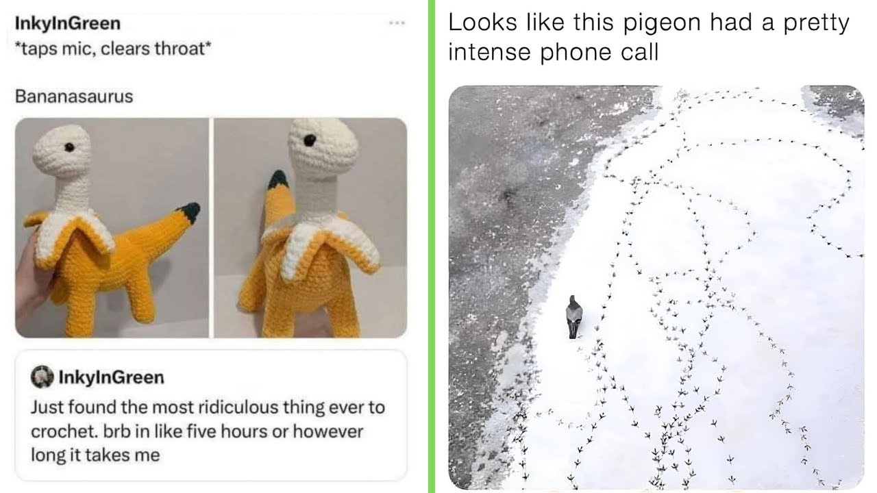 Funny Memes 42 | Looks Like This Pigeon Had A Pretty Intense Phone Call ...