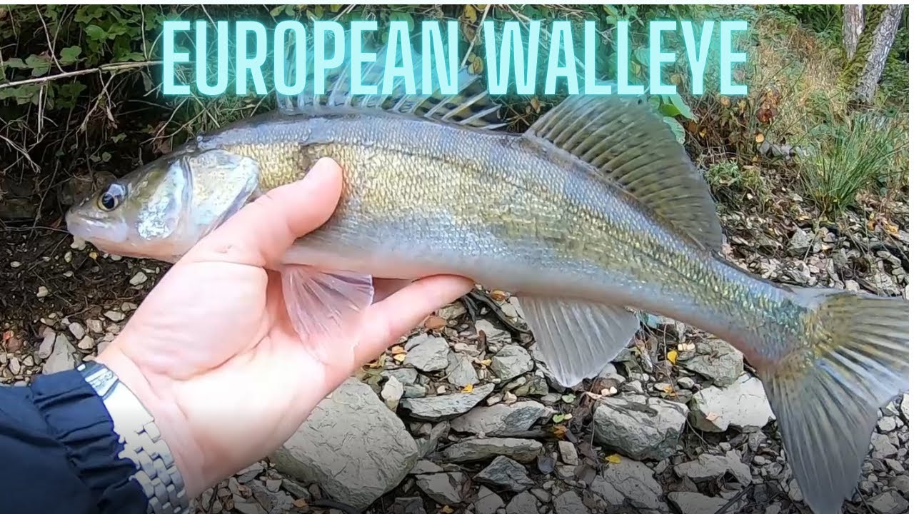 ZANDER Fishing From The BANK (European Walleye) - YouTube